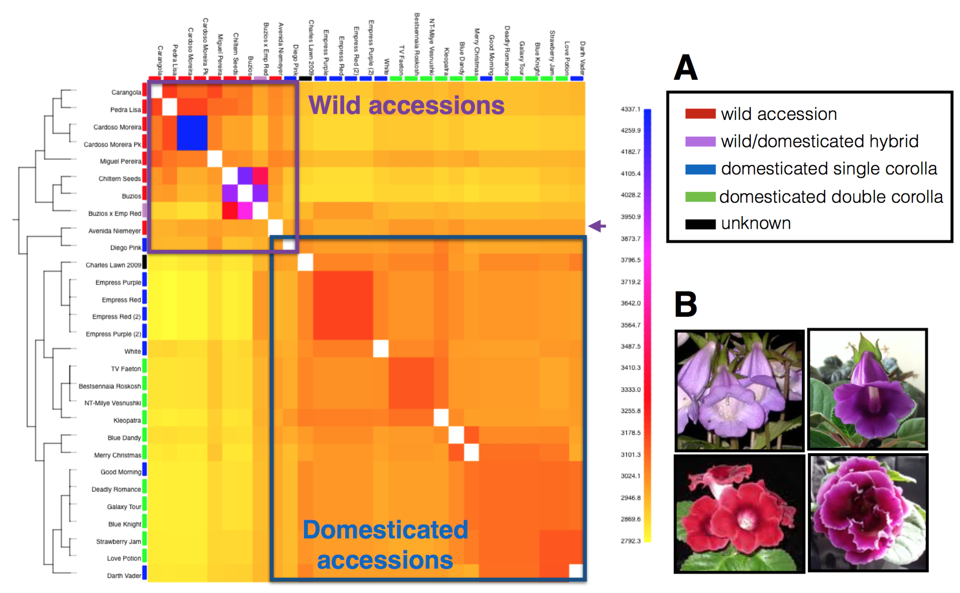 Plant Domestication using Floral Crops – Bioinformatics and ...